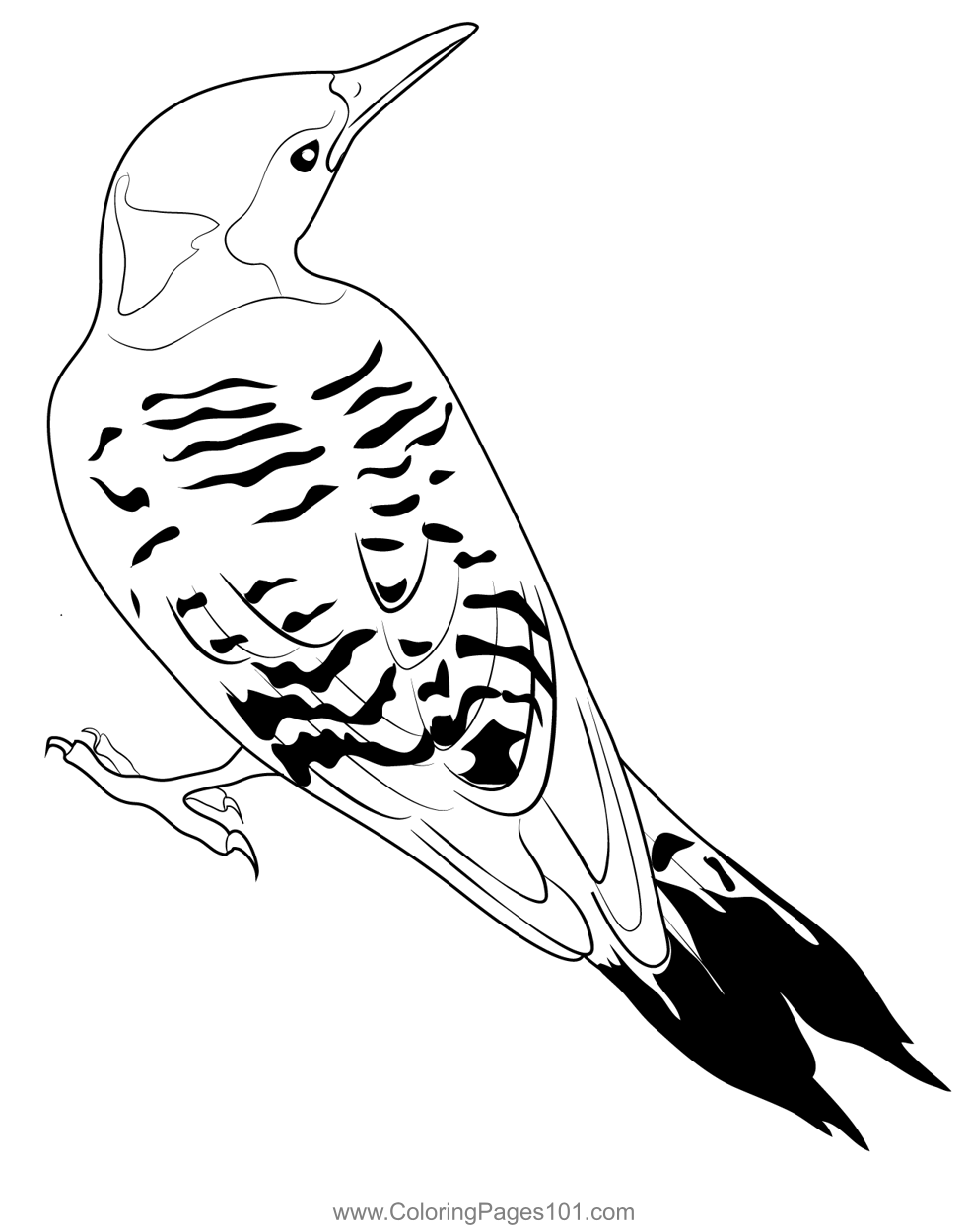 Red Shafted Flicker Coloring Page for Kids - Free Woodpeckers Printable ...