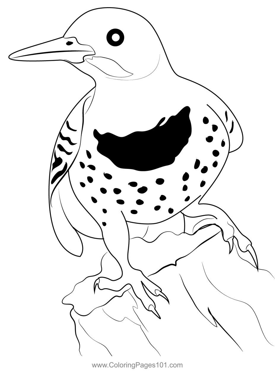 Red Shafted Male Coloring Page for Kids - Free Woodpeckers Printable ...