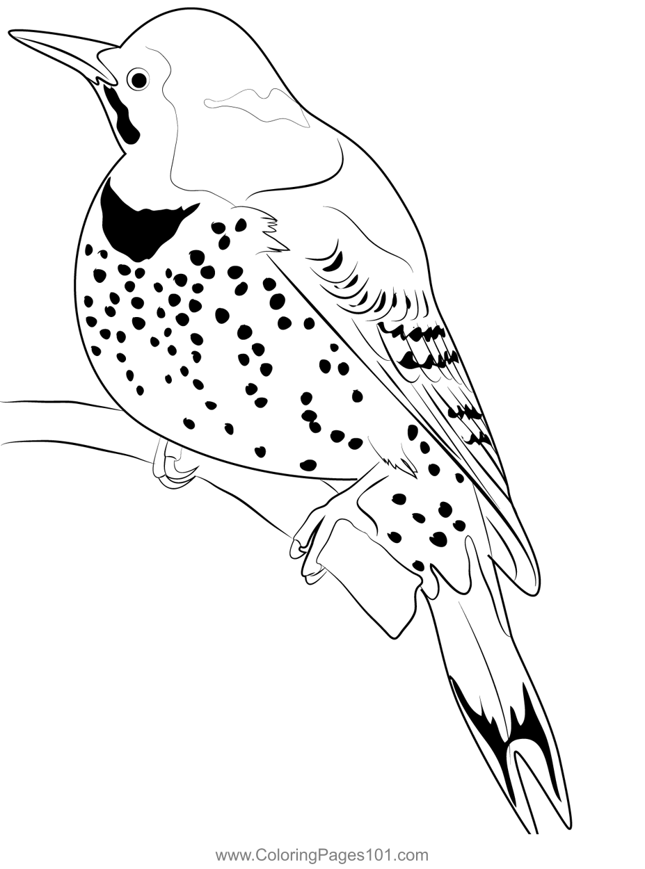 Red Shafted Northern Flicker Coloring Page for Kids - Free Woodpeckers ...