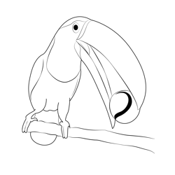 Tukan Tucano Vogel Toekan Malvorlage Kleurplaat Toucan Kleurplaten ...