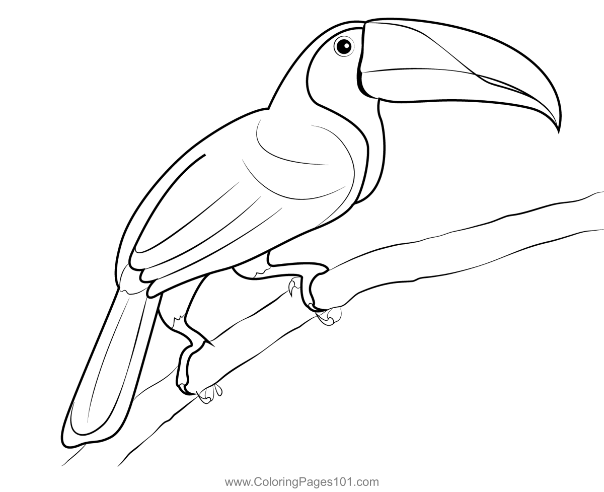 Toucan 16 Coloring Page for Kids - Free Woodpeckers Printable Coloring ...