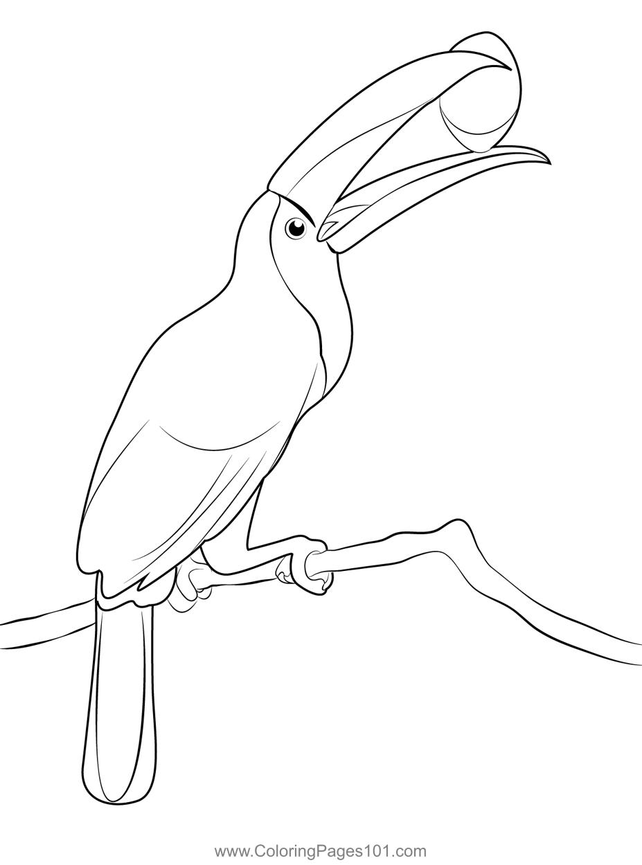 Toucan 4 Coloring Page for Kids - Free Woodpeckers Printable Coloring ...