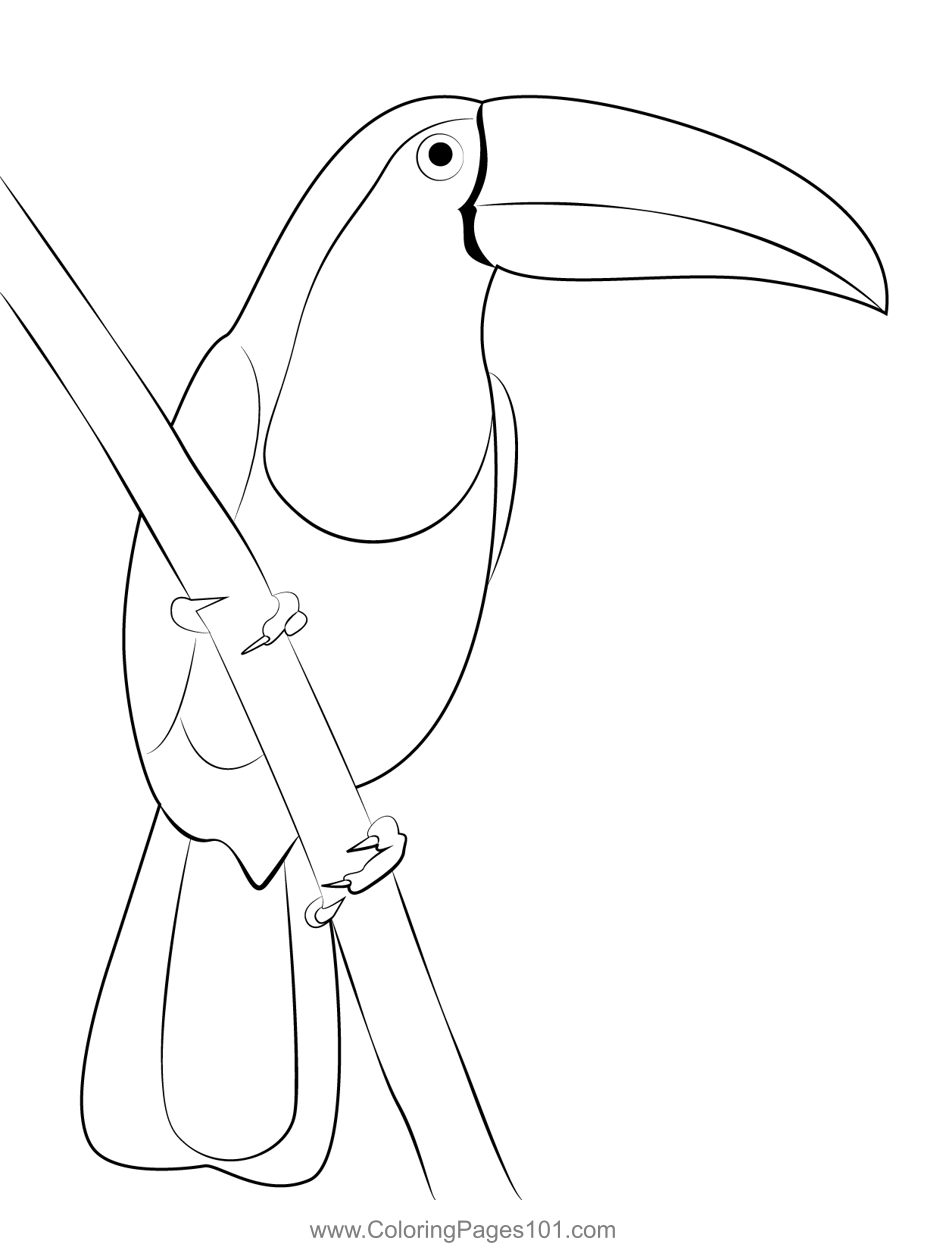 Tukan Tucano Vogel Toekan Malvorlage Kleurplaat Toucan Kleurplaten ...