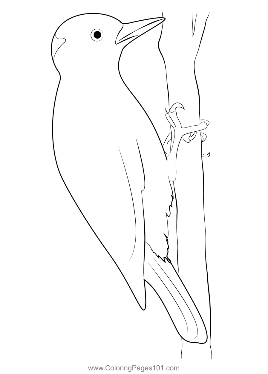 Woodpecker Birds Coloring Page for Kids - Free Woodpeckers Printable ...