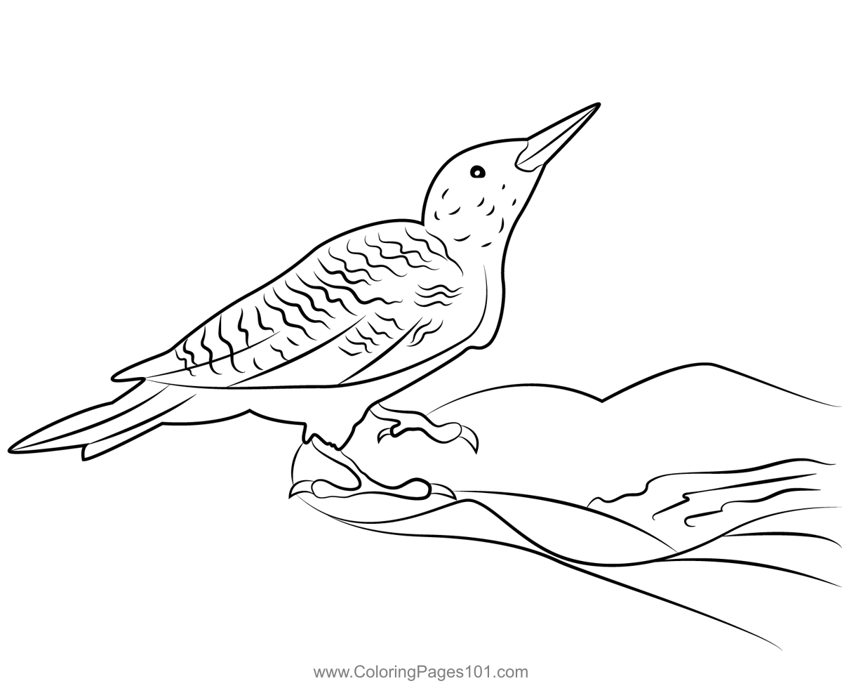 Woodpecker Looking Up Coloring Page for Kids - Free Woodpeckers ...