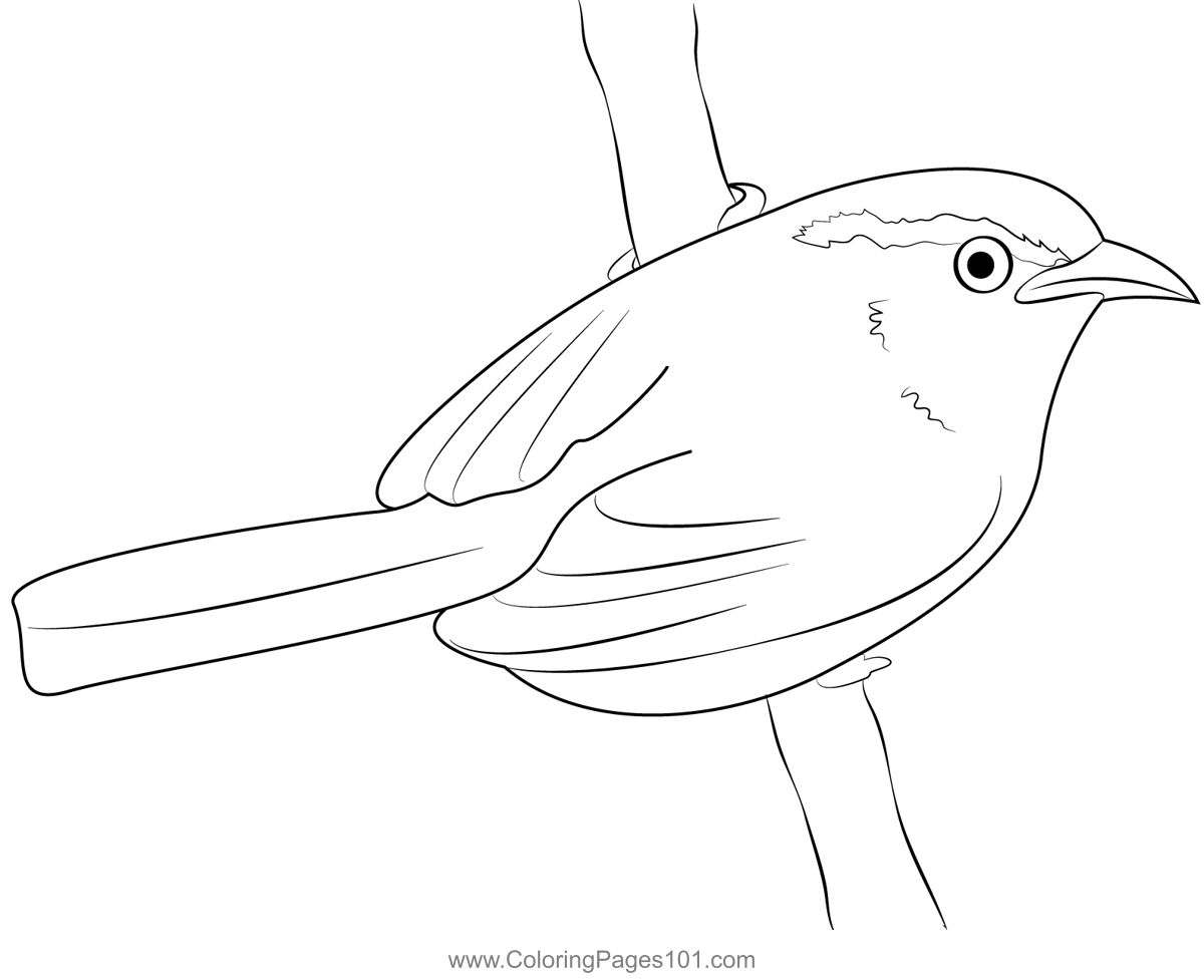 Carolina Wren Coloring Page Coloring Pages