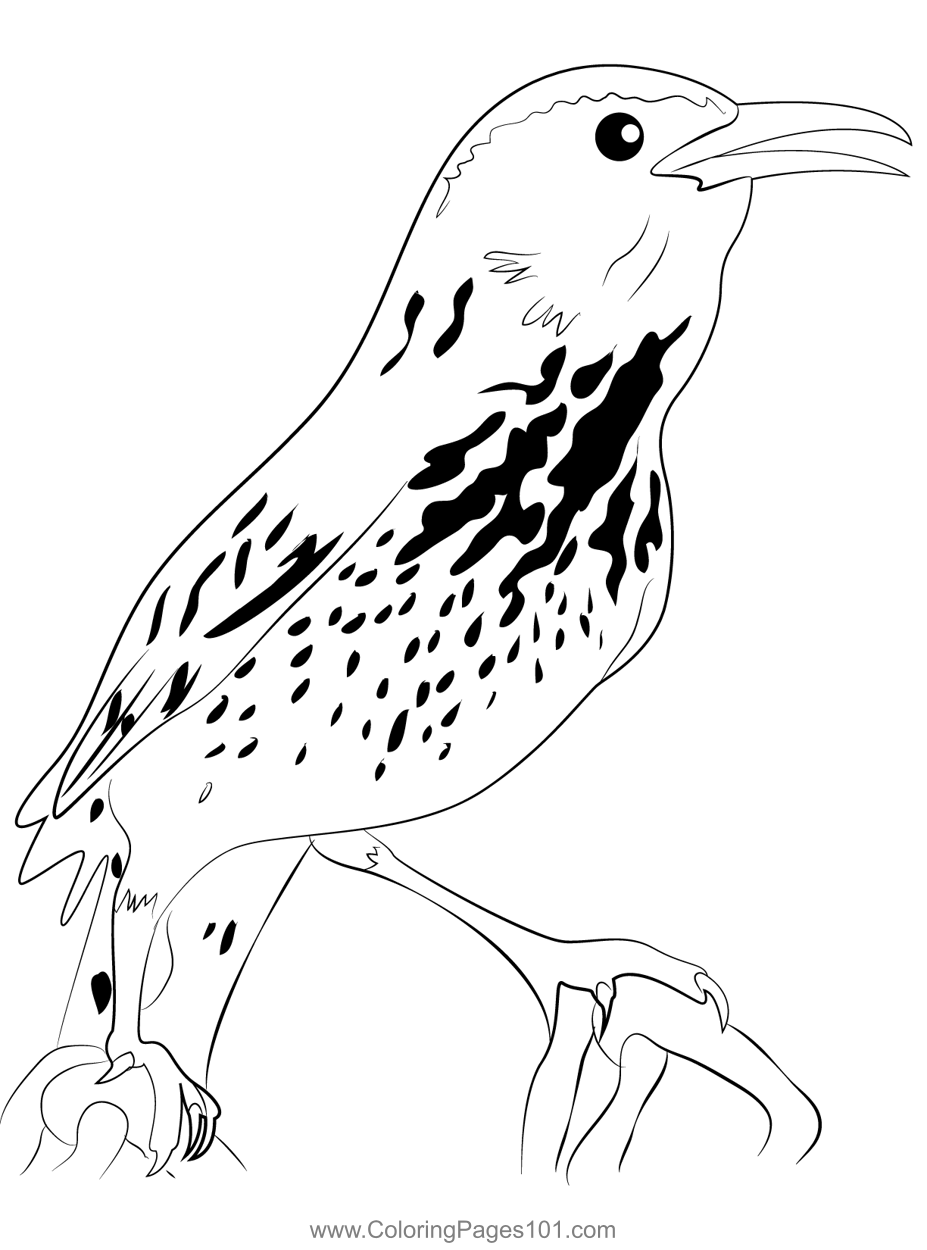 Awesom Cactus Wren Coloring Page for Kids - Free Wrens Printable ...