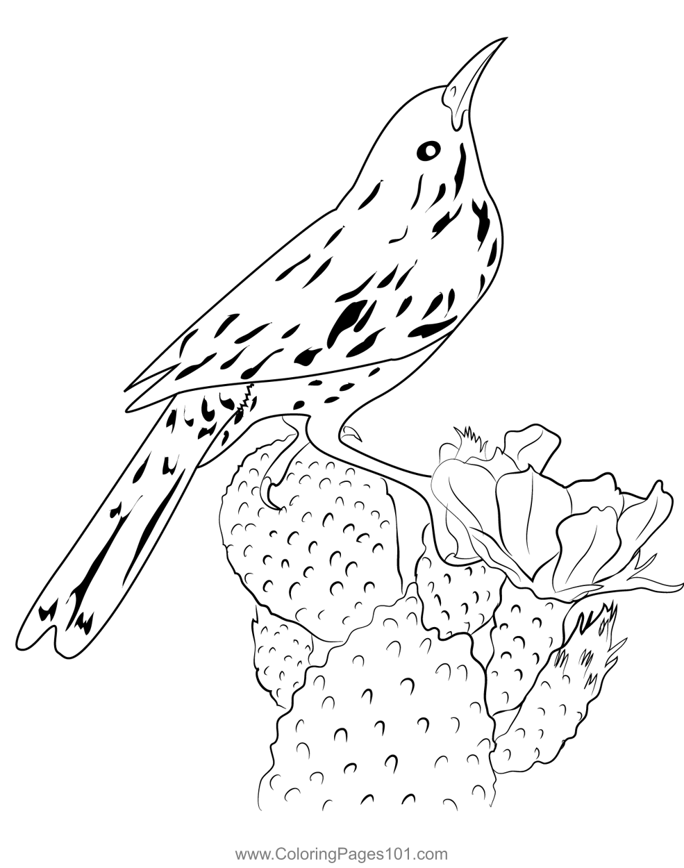 Cactus Wren 1 Coloring Page for Kids - Free Wrens Printable Coloring ... Cactus Wren 1 Coloring Page for Kids - Free Wrens Printable Coloring ...