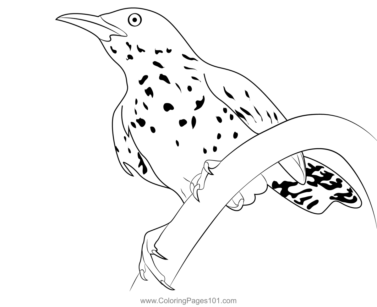 Cactus Wren Arizona State Clipart Drawing Line Bird Coloring Clip ...
