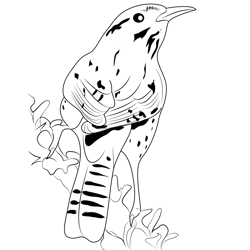 Cactus Wren 3 Coloring Pages for Kids - Download Cactus Wren 3 ...