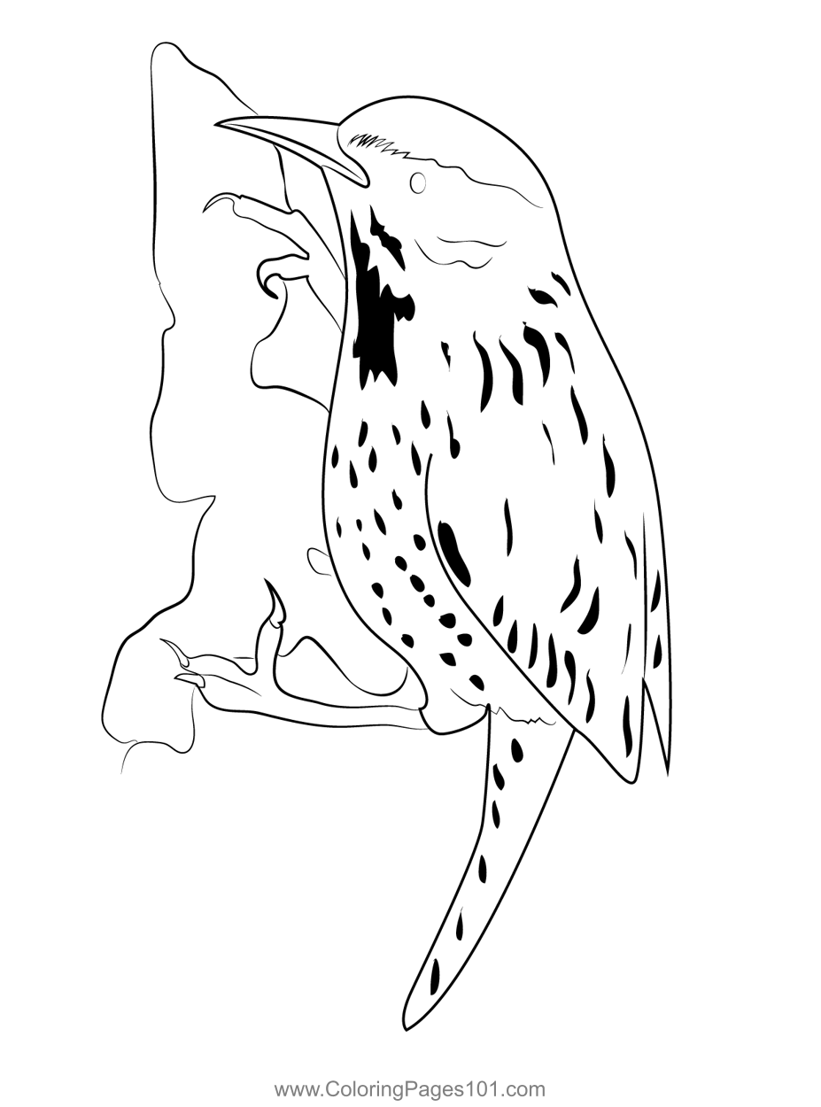 Cactus Wren 5 Coloring Page for Kids - Free Wrens Printable Coloring ... Cactus Wren 5 Coloring Page for Kids - Free Wrens Printable Coloring ...