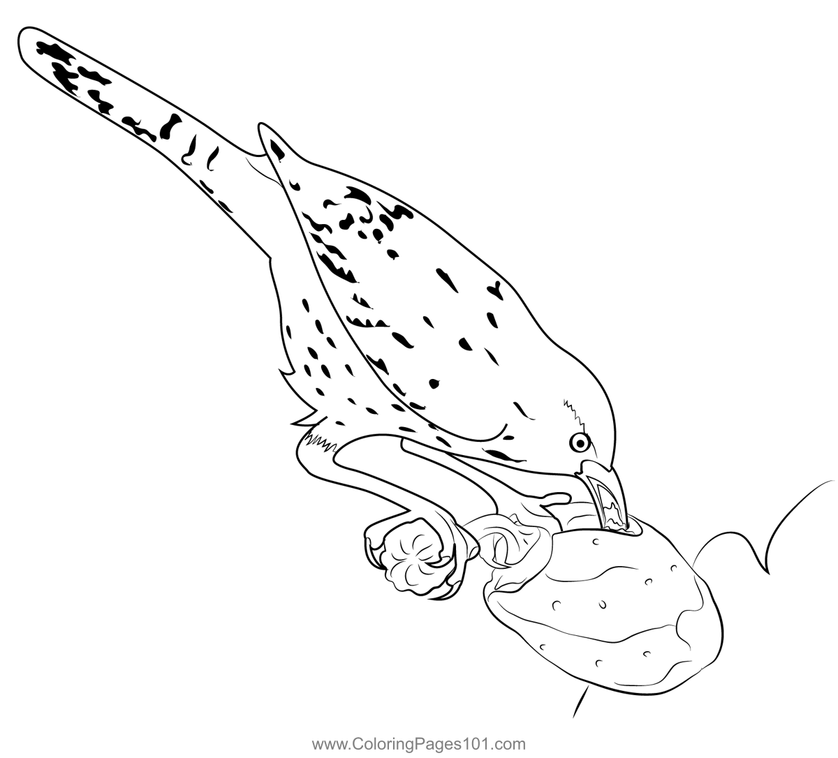 Cactus Wren Cactus Coloring Page for Kids - Free Wrens Printable ... Cactus Wren Cactus Coloring Page for Kids - Free Wrens Printable ...