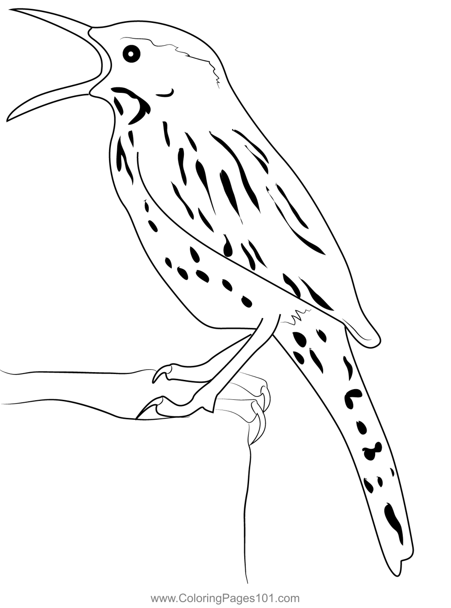 Cactus Wren Singing Coloring Page for Kids - Free Wrens Printable ... Cactus Wren Singing Coloring Page for Kids - Free Wrens Printable ...