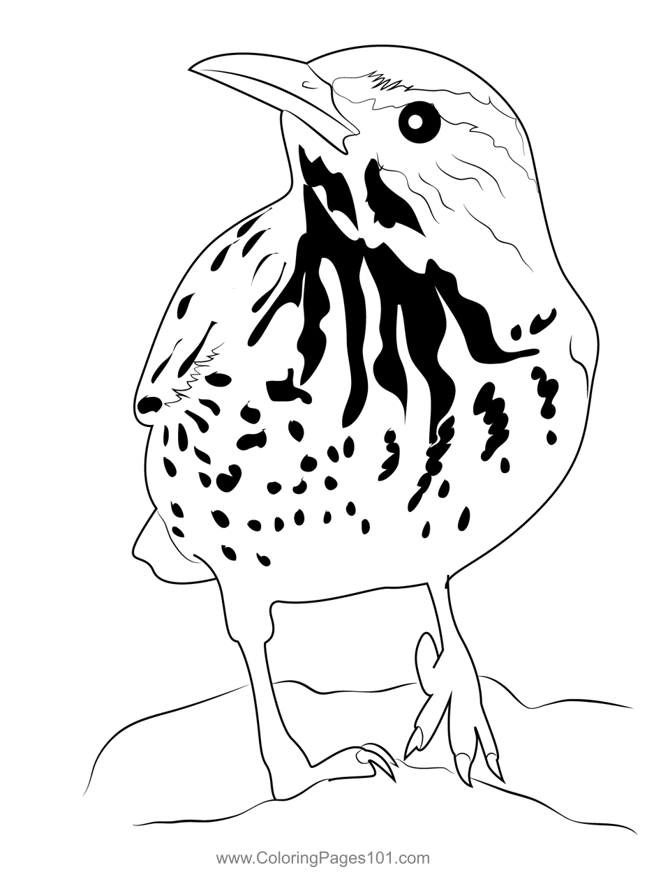 Cactus Wren Coloring Page for Kids - Free Wrens Printable Coloring ... Cactus Wren Coloring Page for Kids - Free Wrens Printable Coloring ...