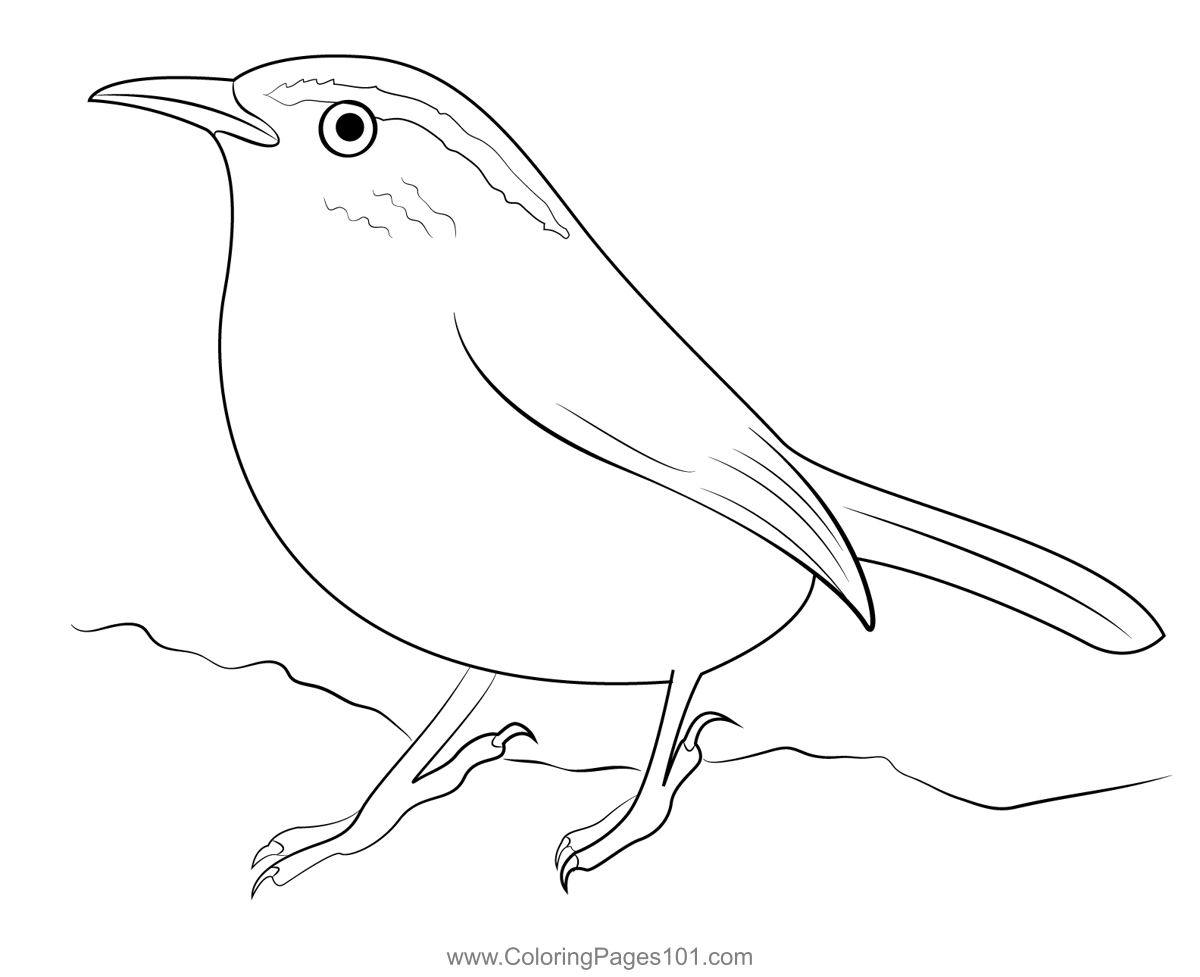 Carolina Wren Coloring Page Coloring Pages