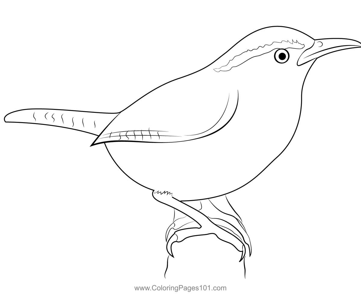 Wren In Flight Drawing