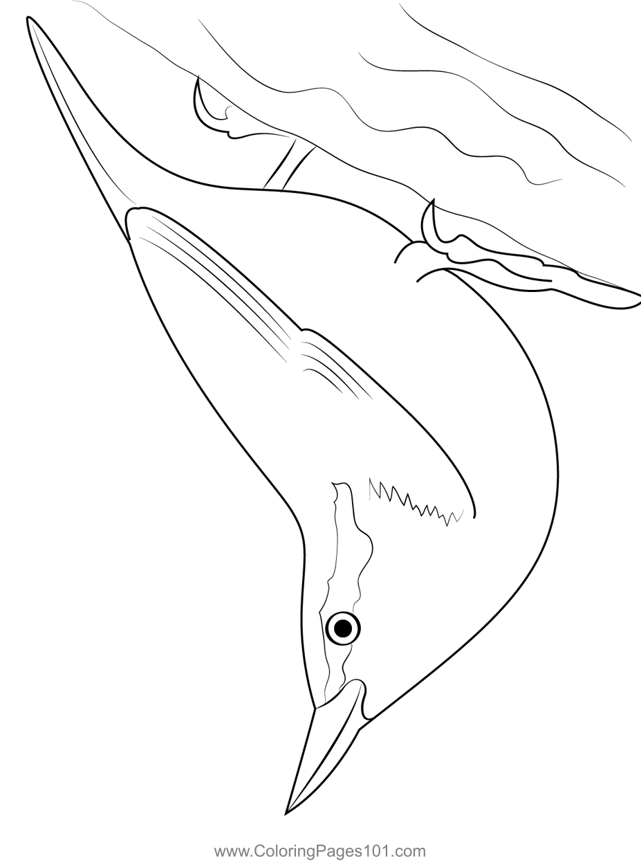 Carolina Wren 7 Coloring Page for Kids - Free Wrens Printable Coloring ...