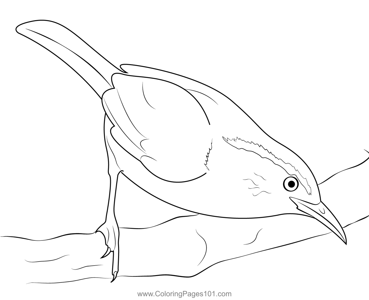 Carolina Wren 9 Coloring Page for Kids - Free Wrens Printable Coloring ...