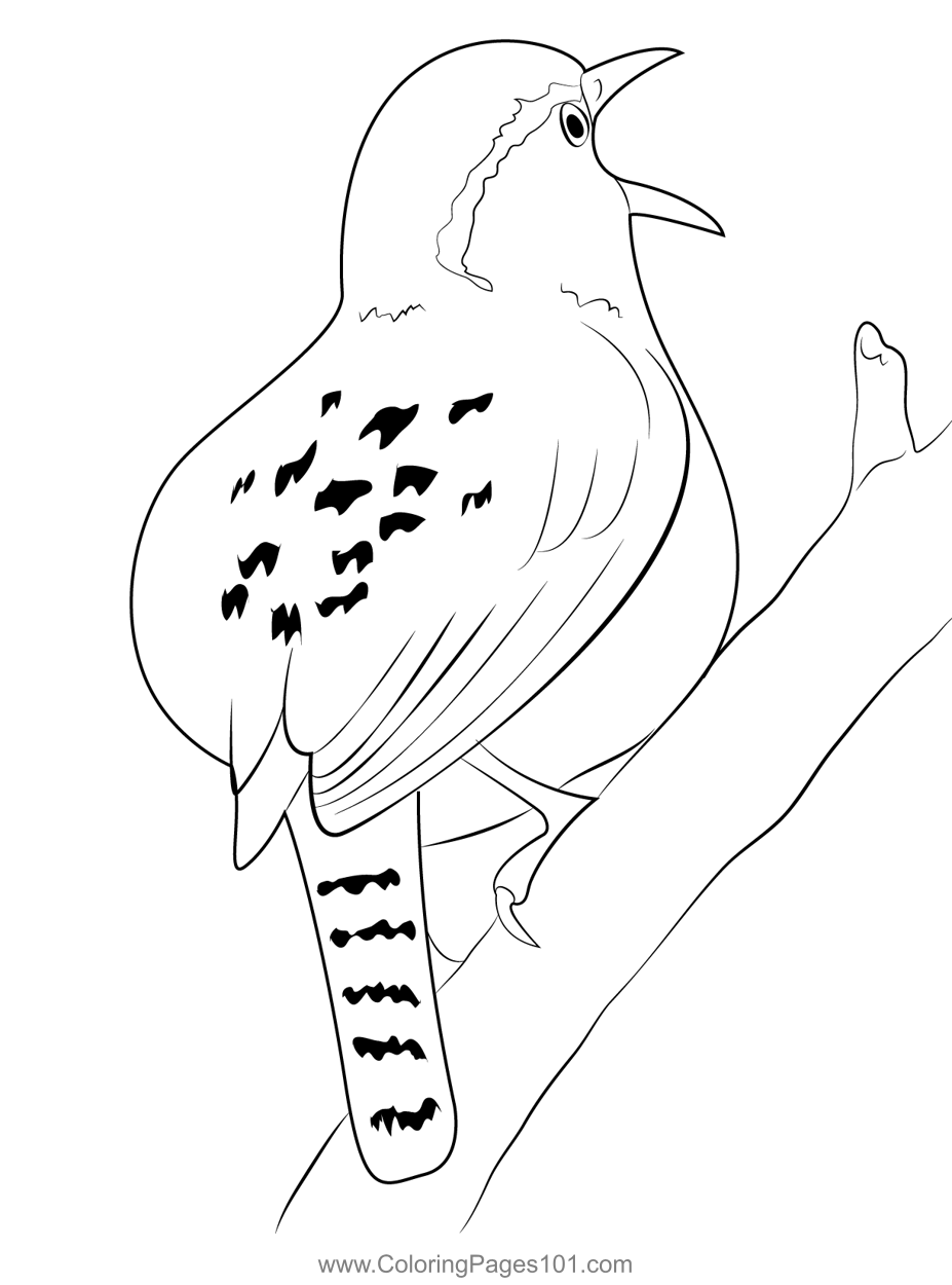 Carolina Wren Coloring Page Coloring Pages