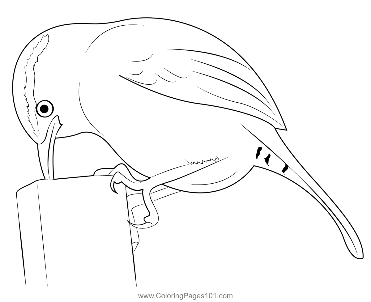 Coloring Wren Carolina South State Symbols Drawings Bird Pages Line ...