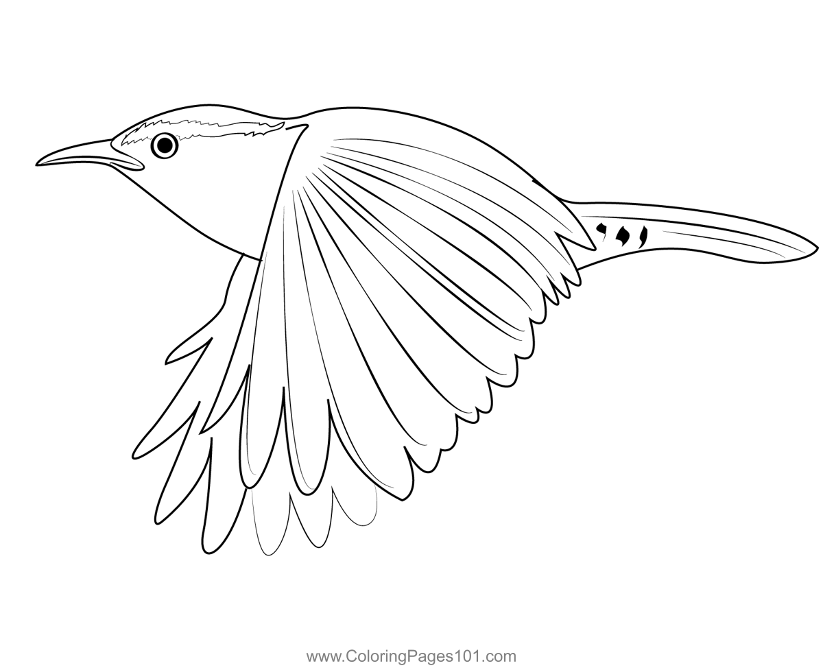 Carolina Wren Fly Coloring Page for Kids - Free Wrens Printable ...