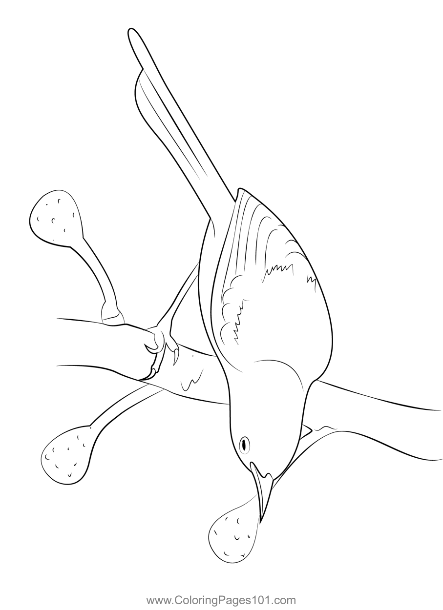 Common Tailorbird Coloring Page for Kids - Free Wrens Printable ...