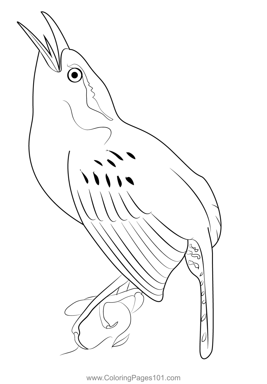 Great Carolina Wren Close Coloring Page for Kids - Free Wrens Printable ...