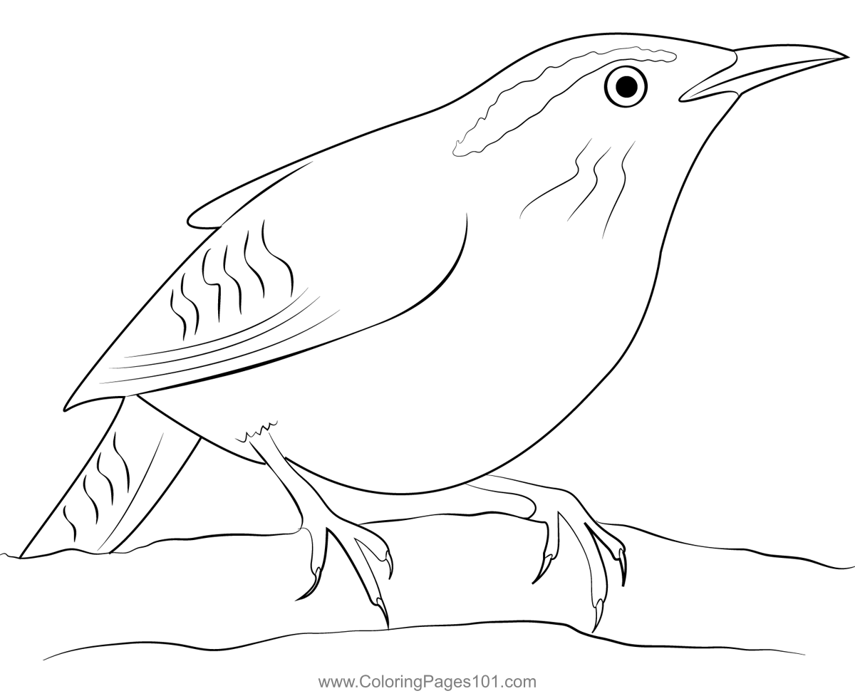 House Wren Coloring Page Coloring Pages