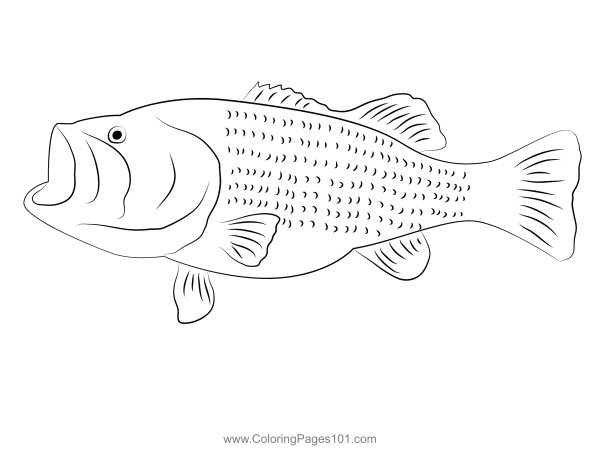 Largemouth Bassta See Coloring Page for Kids - Free Basses Printable ...