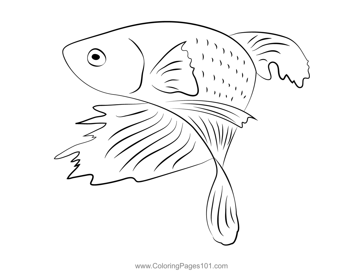 Betta Fish Look Back Coloring Page for Kids - Free Betta fishes ...