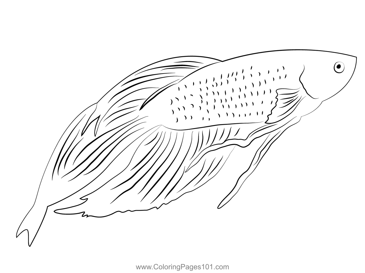 Betta Fish Up See Coloring Page for Kids - Free Betta fishes Printable ...