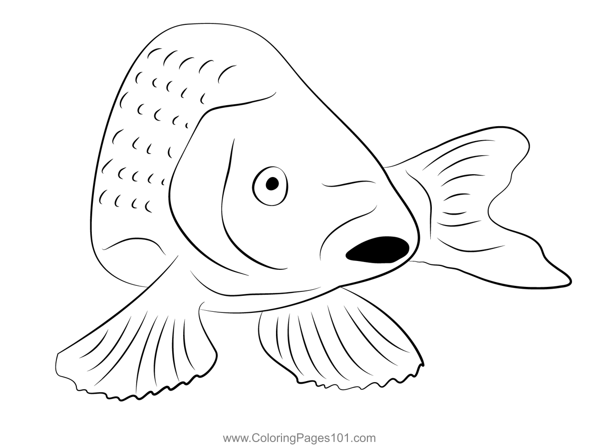 Coloring Pages Carp Aquarium Common Sketch Coloring Page