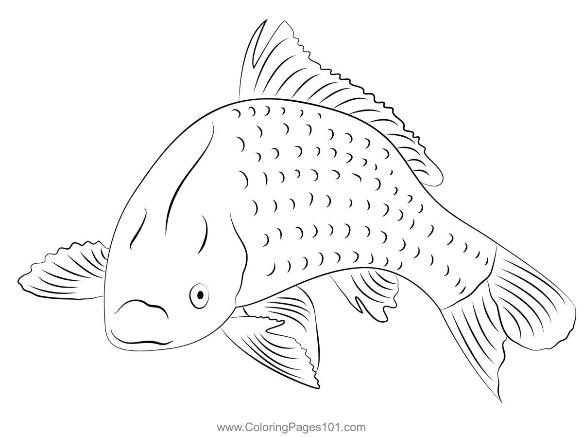 Fish Common Carp Fish Coloring Page for Kids - Free Carps Printable ...