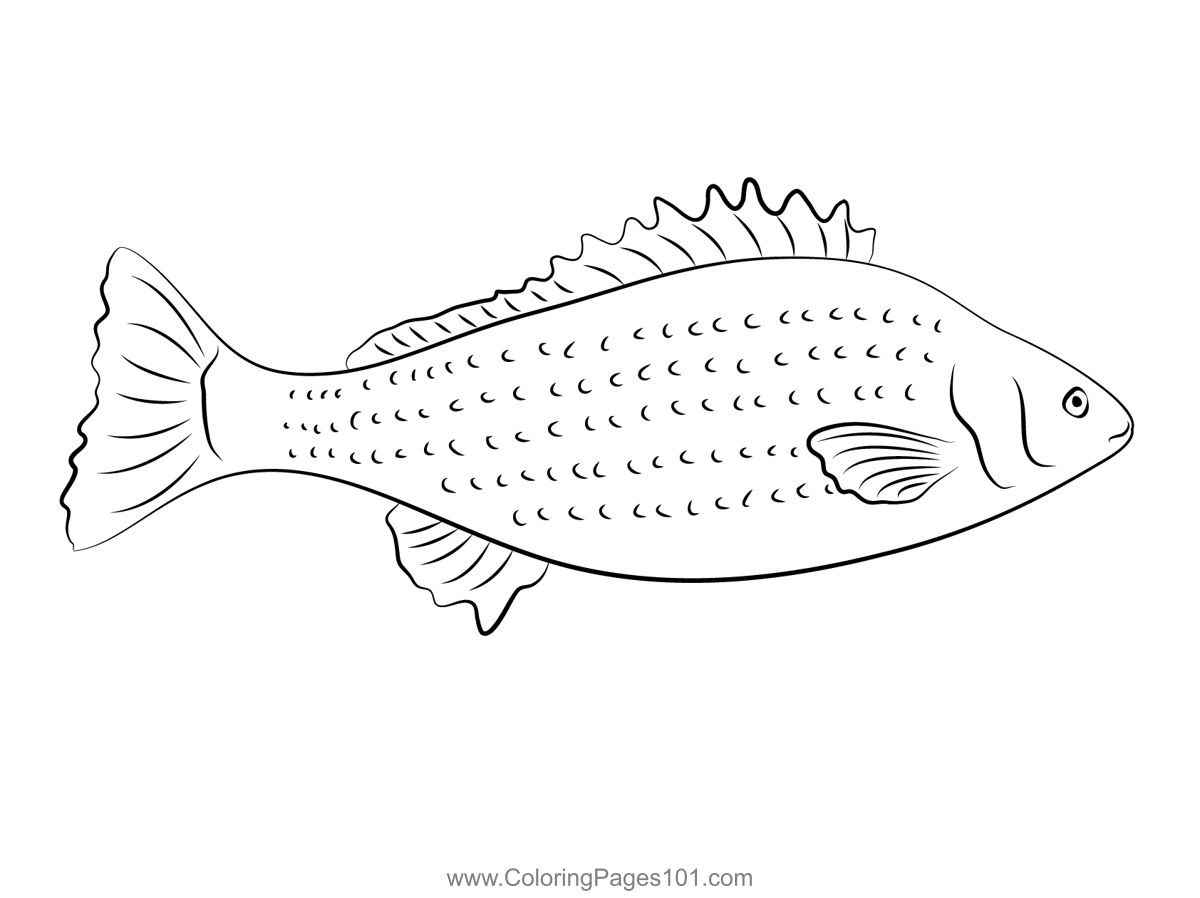 Silver Perch Coloring Page for Kids - Free Perches Printable Coloring ...