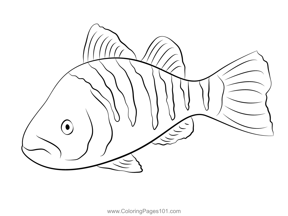 Perch Fish Coloring Page Sketch Coloring Page