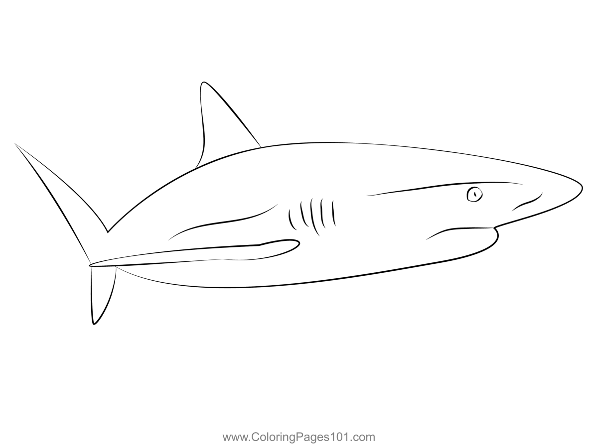 A Caribbean Reef Shark Coloring Page for Kids - Free Sharks Printable ...