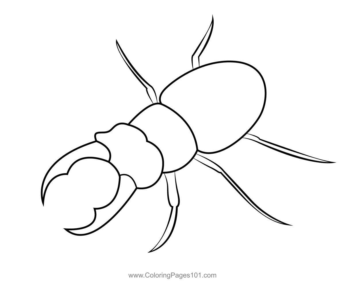 Discovering The Fascinating World Of The Red Colouring Beetle