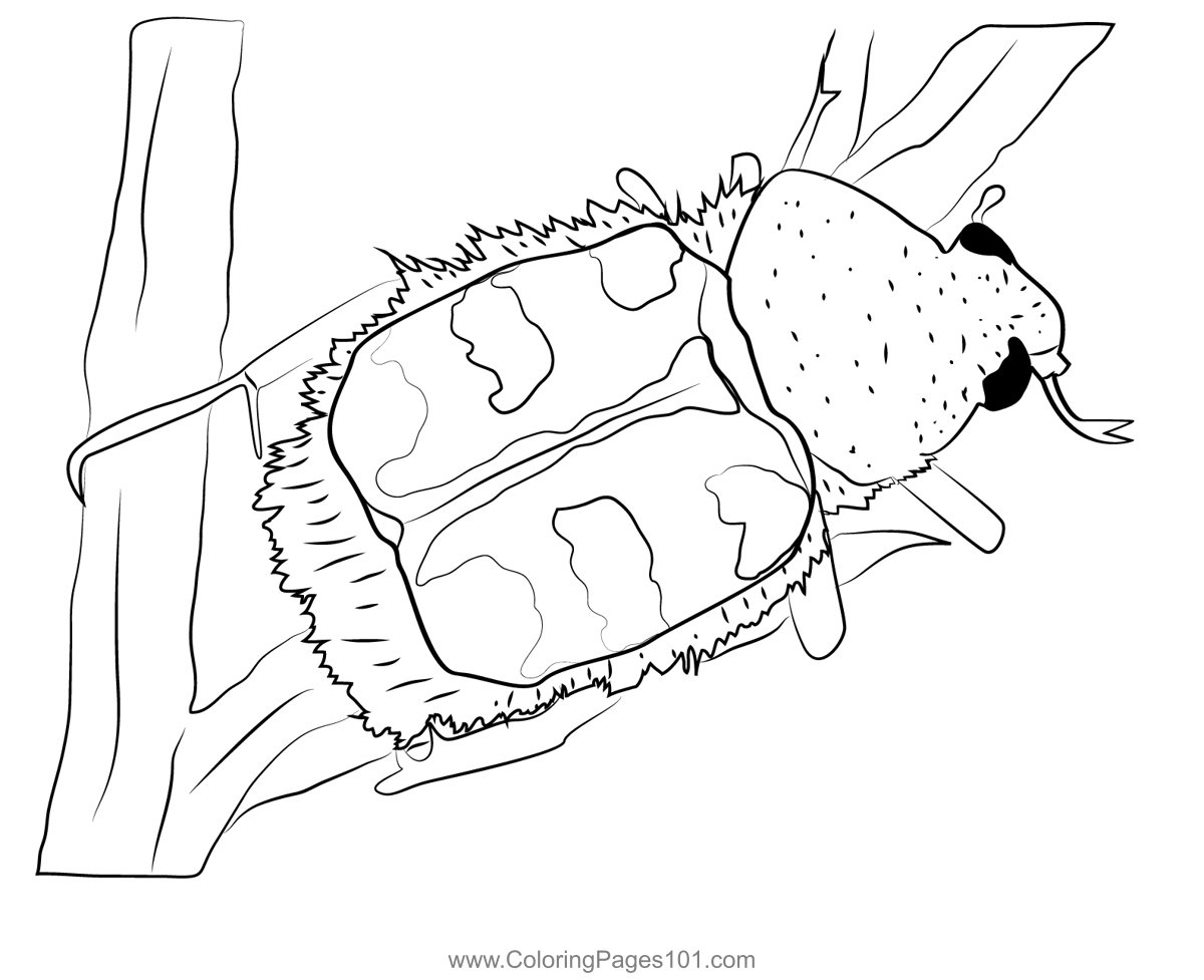 Bumble Bee Beetle Coloring Page for Kids - Free Bumblebees Printable ...