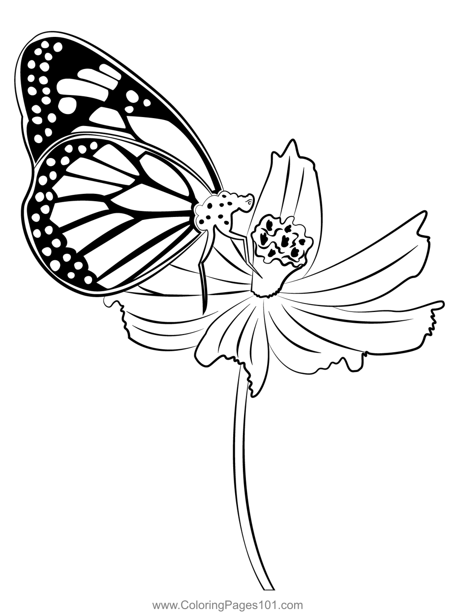 Butterfly On Flower 1 Coloring Page for Kids - Free Butterflies ...