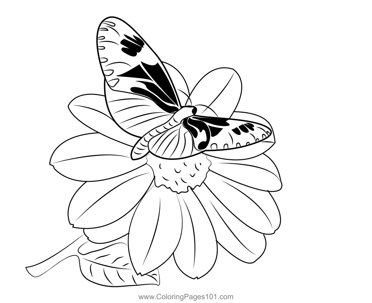 Butterfly On Red Flower Coloring Page for Kids - Free Butterflies ...