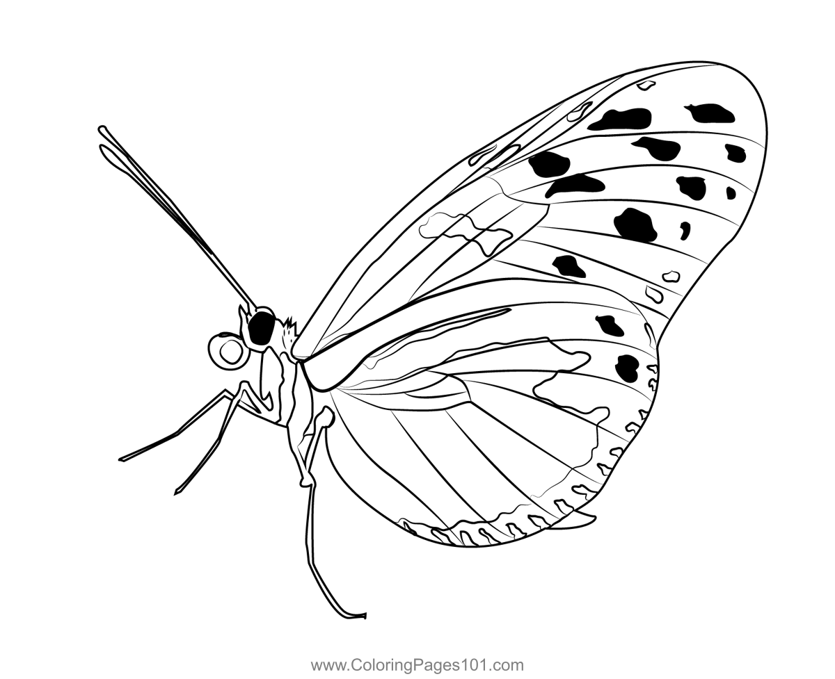 Insects Butterfly Coloring Page for Kids - Free Butterflies Printable ...