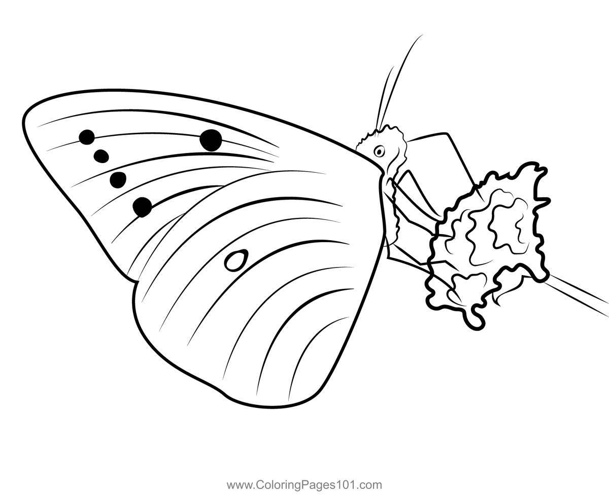 Macro Wings Flower Coloring Page for Kids - Free Butterflies Printable ...