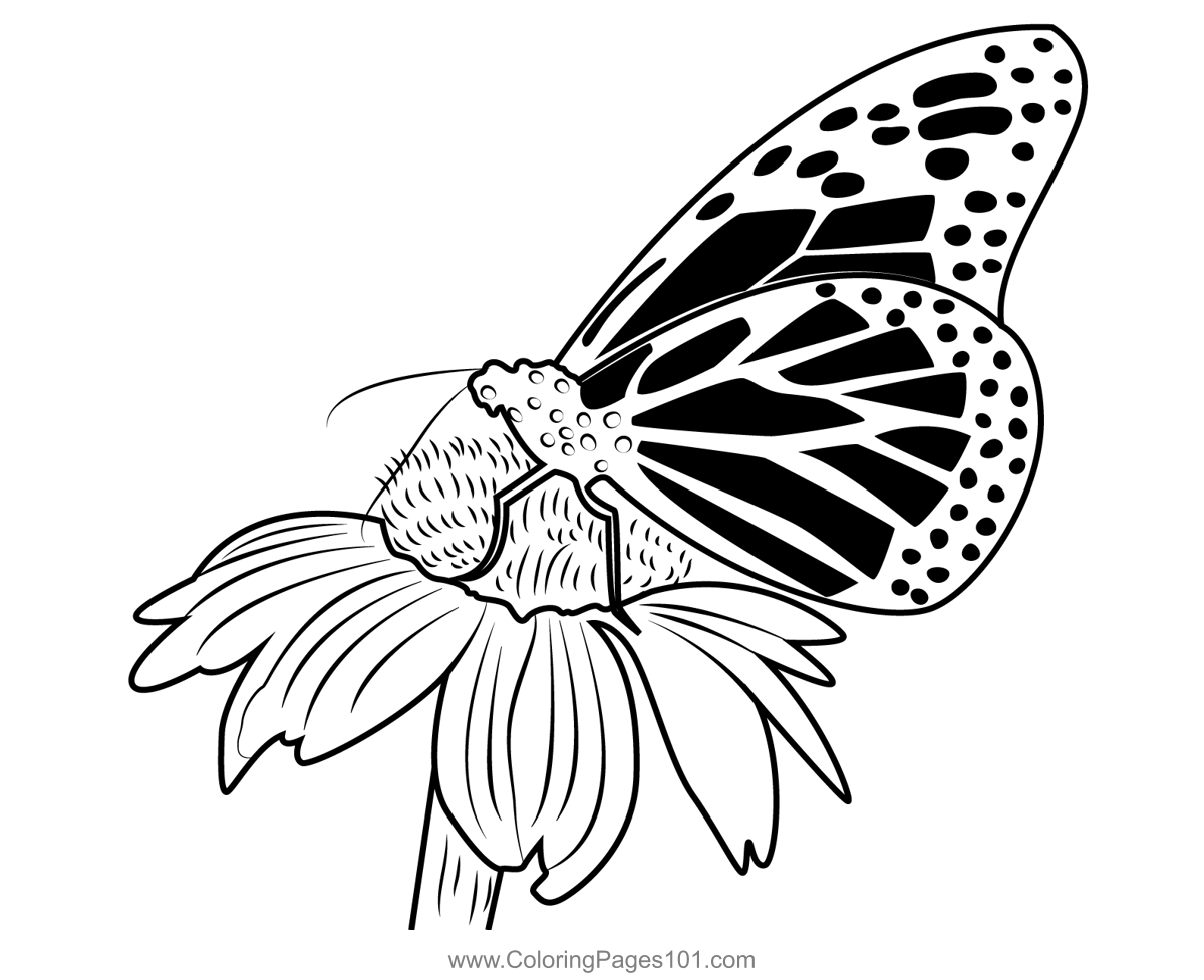 Monarch Butterfly On Flower Coloring Page for Kids - Free Butterflies ...