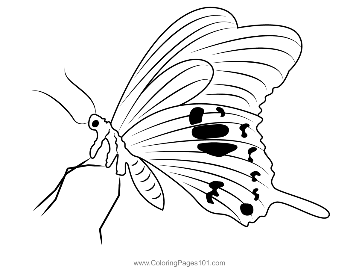One Side View Of Butterfly Coloring Page for Kids - Free Butterflies ...