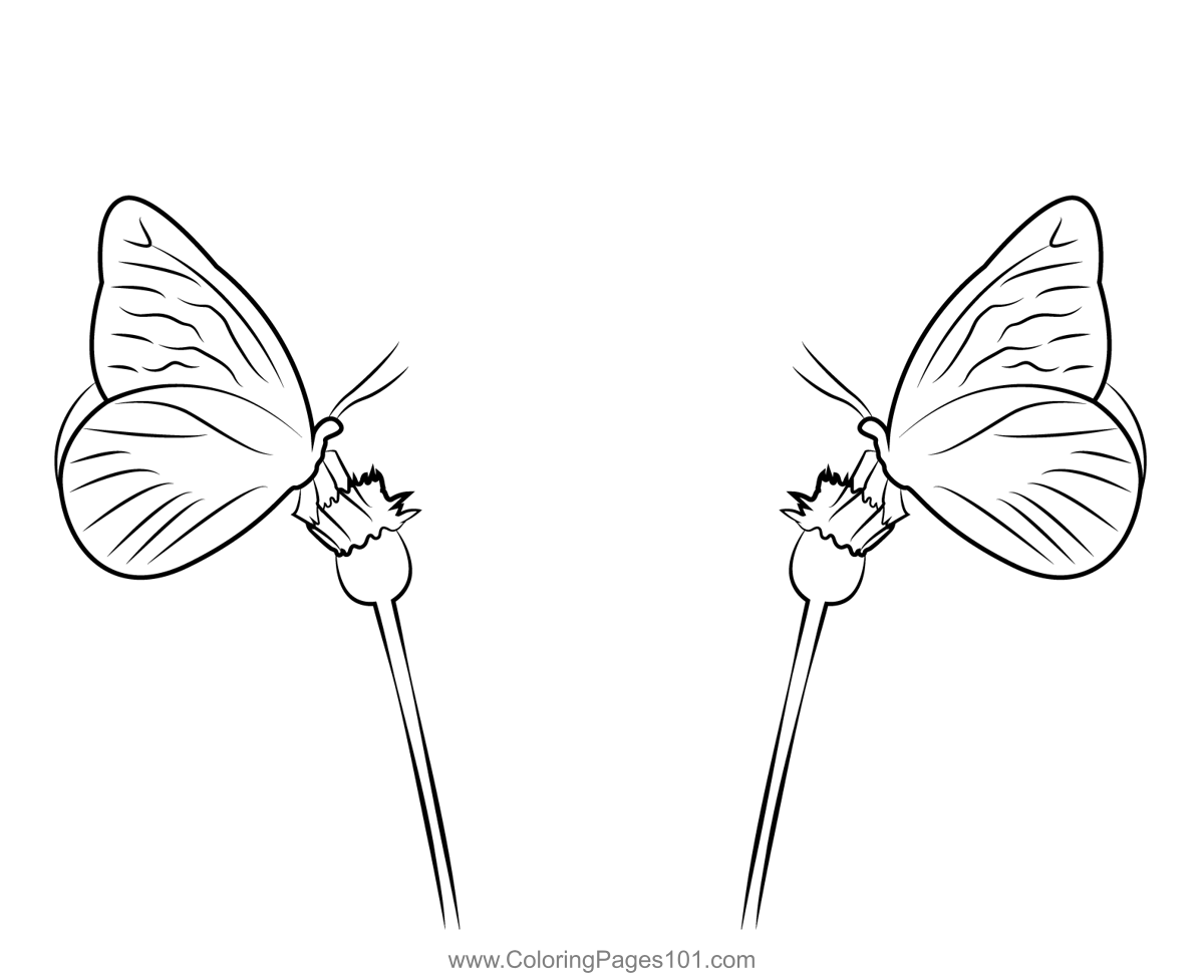 Two Butterflies On Flower Coloring Page for Kids - Free Butterflies ...
