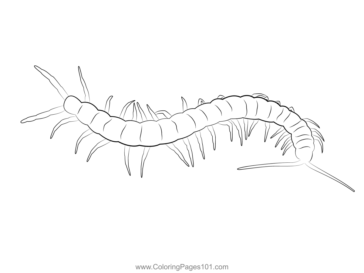 Centipede Wallpapers Coloring Page for Kids - Free Centipedes Printable ...