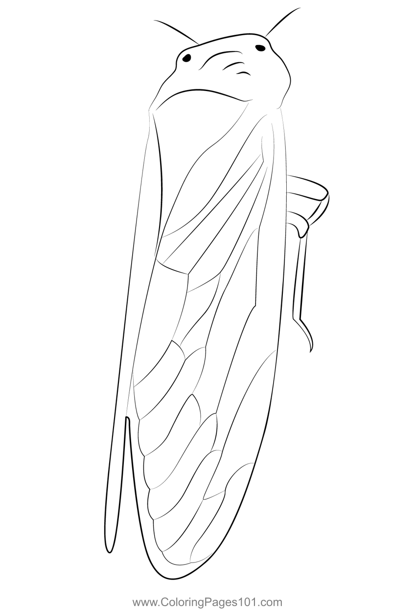 Cicada Up Coloring Page for Kids - Free Cicadas Printable Coloring ...