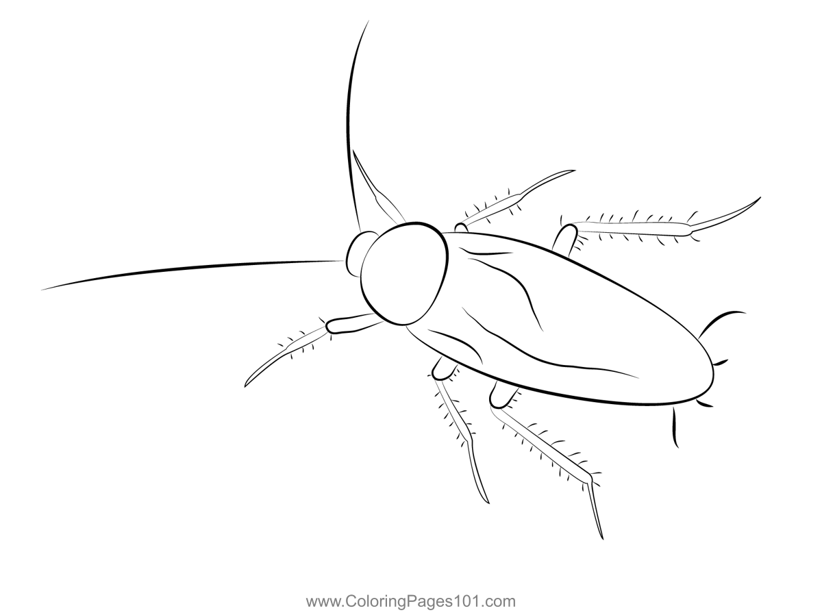 Cockroach Coloring Pages