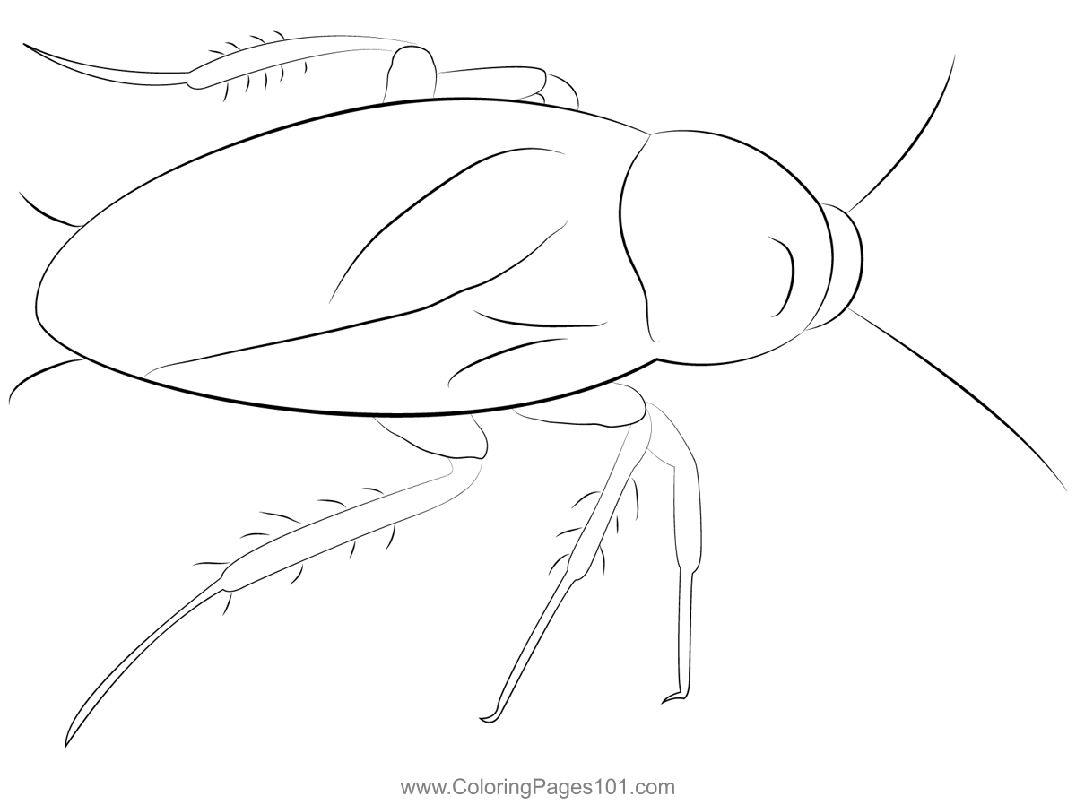 Cockroach See Coloring Page for Kids - Free Cockroaches Printable ...