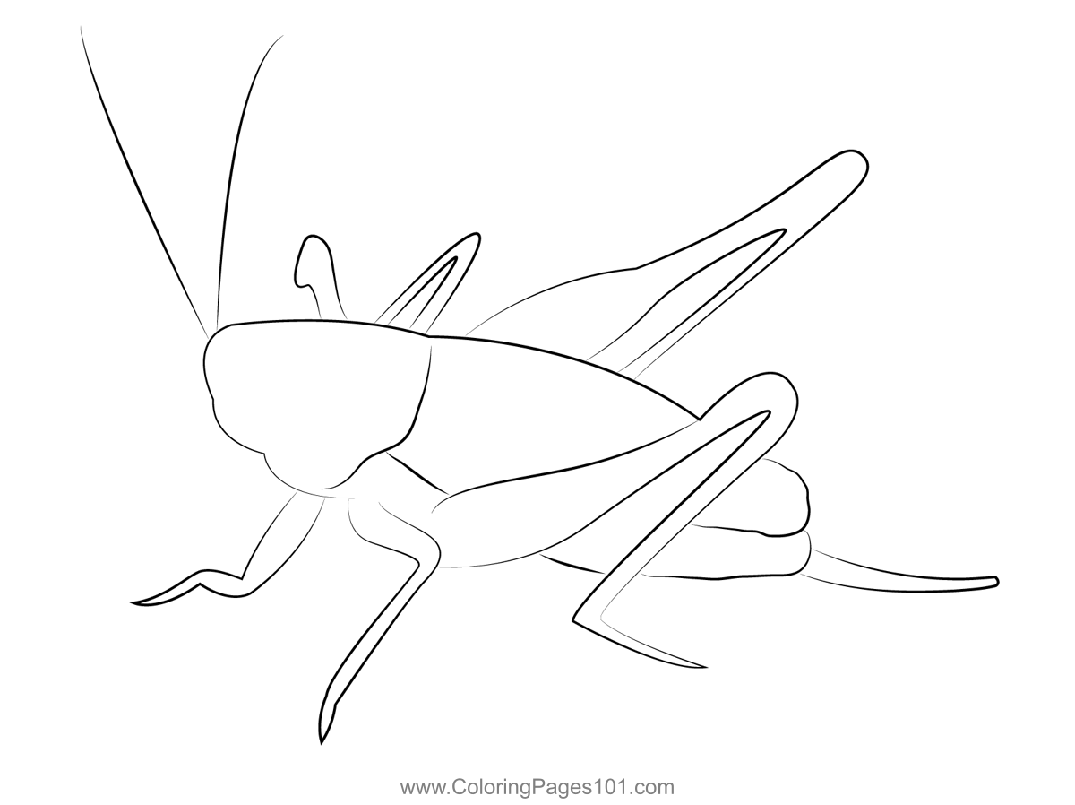 Dark Bush Cricket Coloring Page for Kids - Free Crickets Printable ...